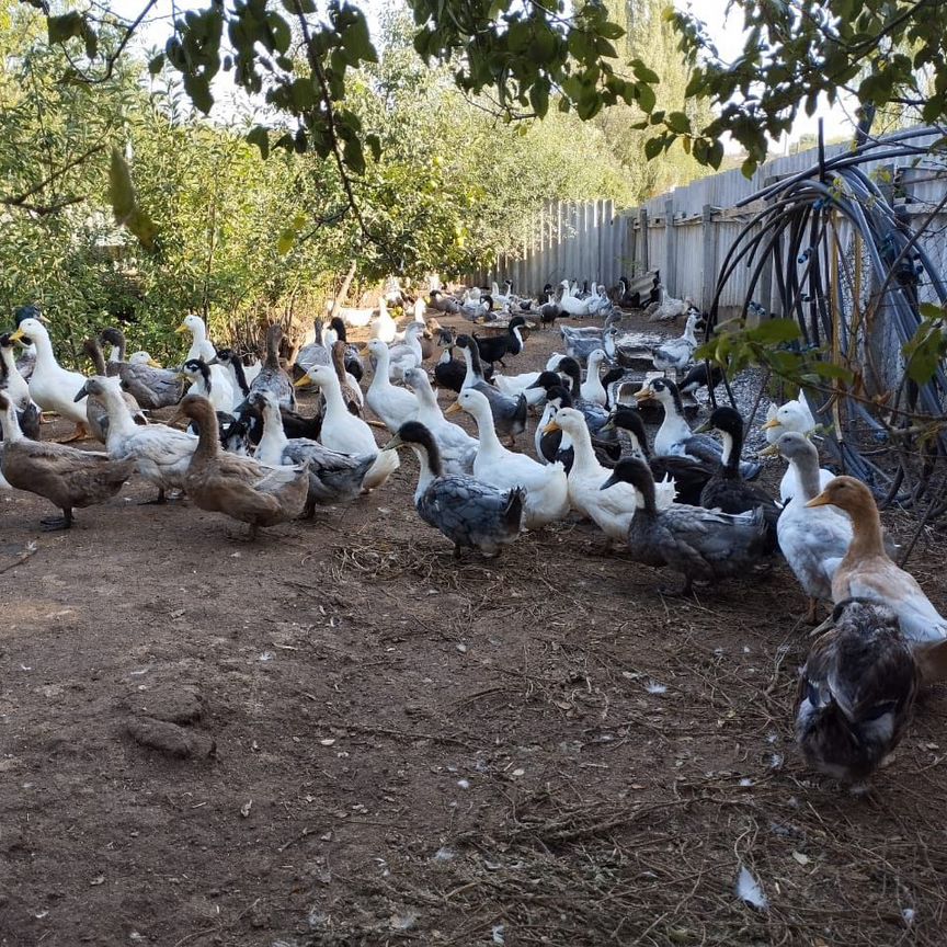 Утки башкирские