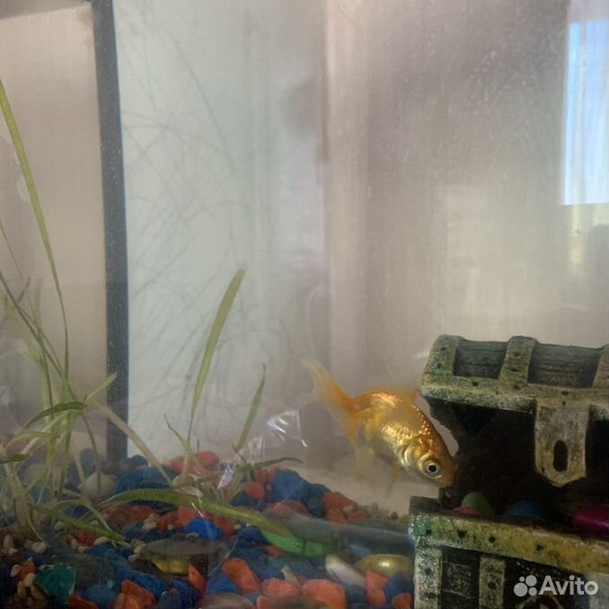 Отдам золотую рыбку