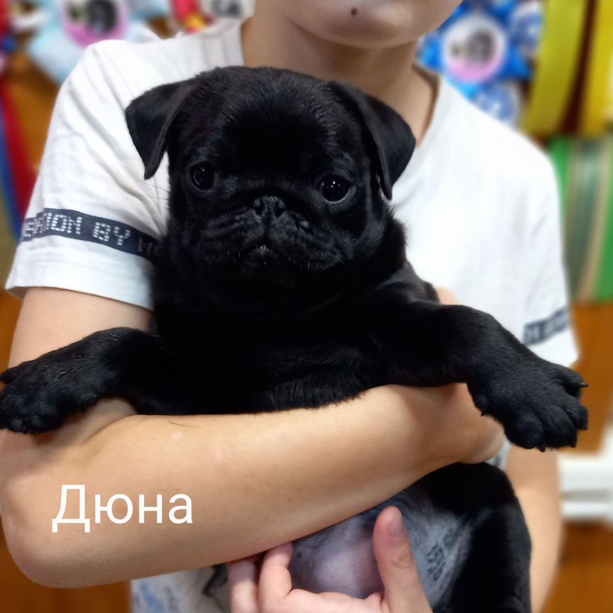 Щенки мопса черные