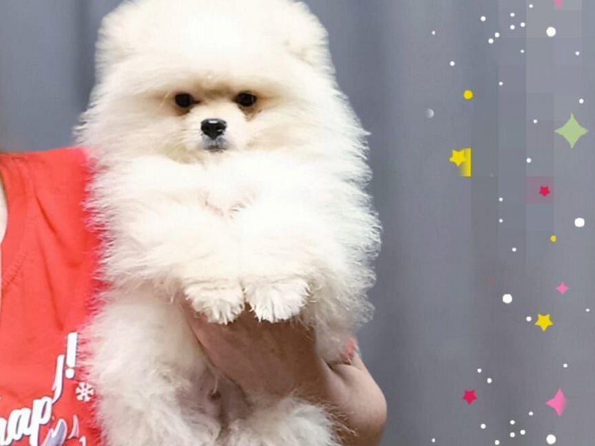 Шпице мальчик