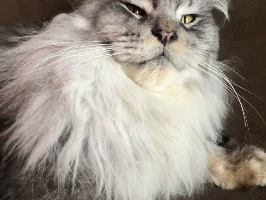 Роскошный Мачо