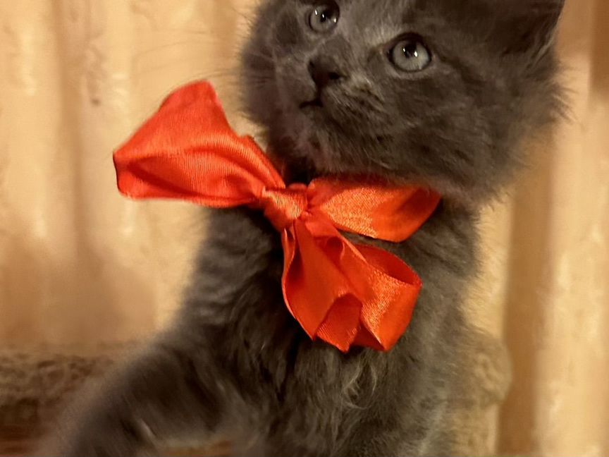 Сибирские котята