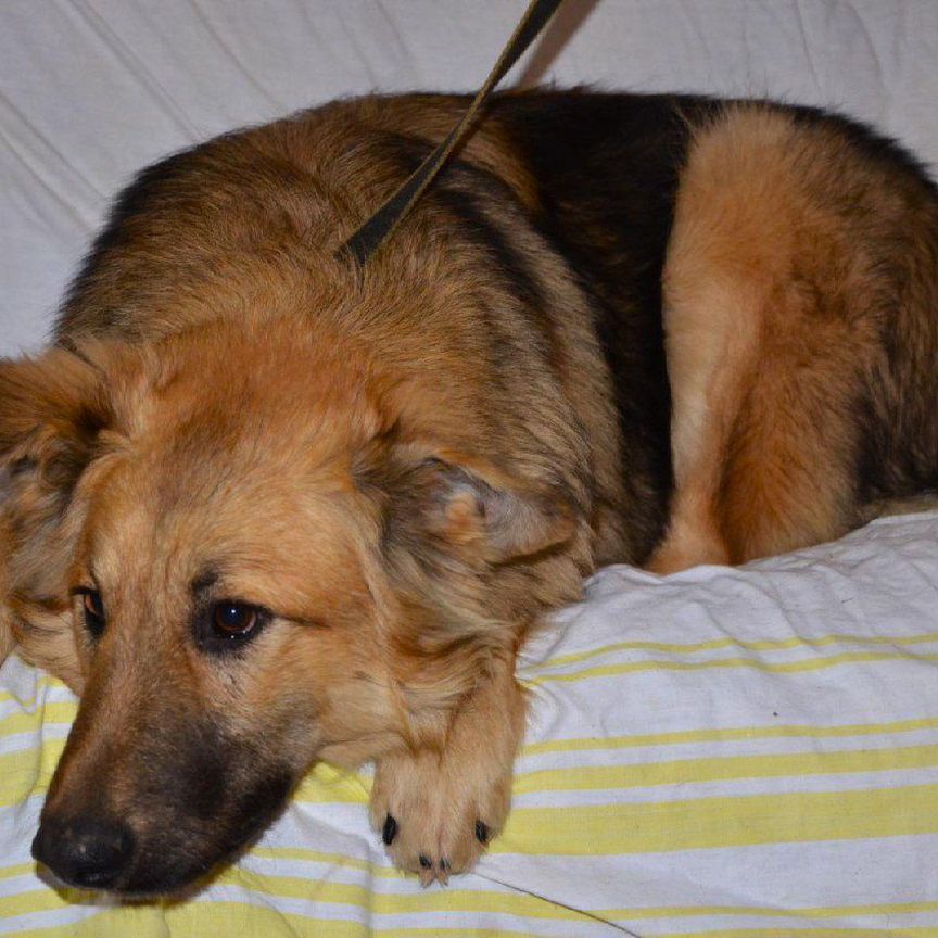 Мальчик красавчик в добрые руки