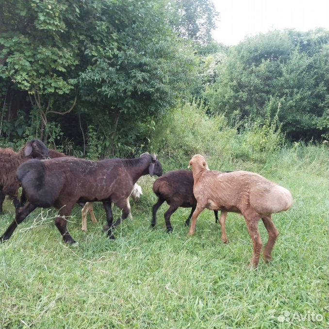Бараны курдючные на племя годовалые