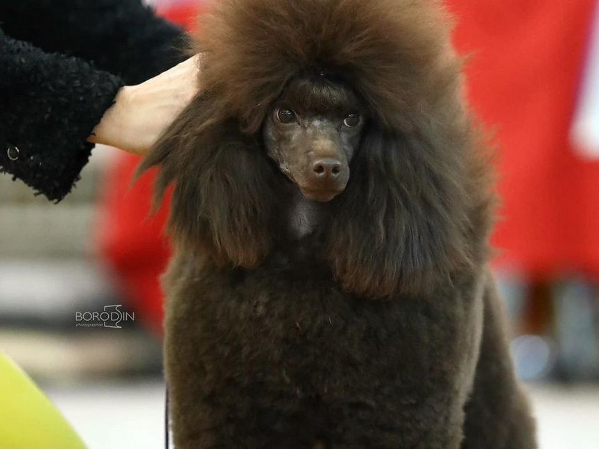 Мини пудель вязка