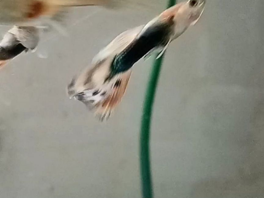 Рыбки Гуппи