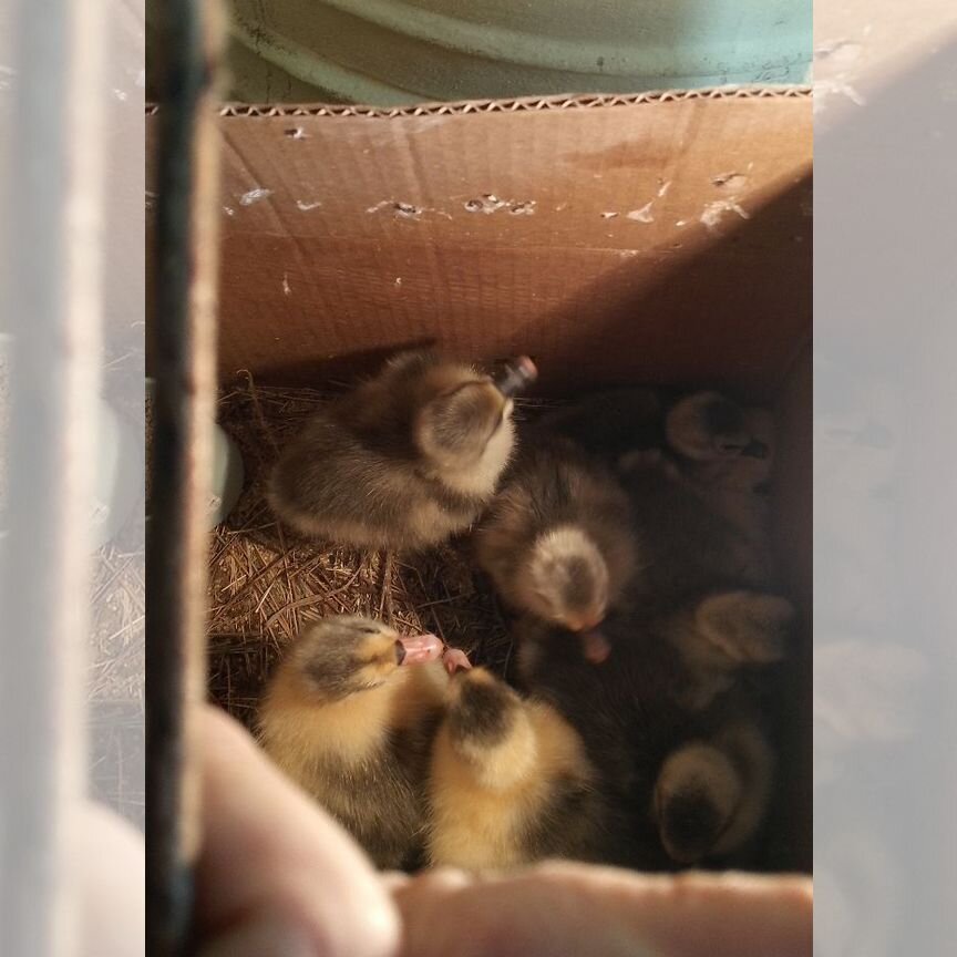 Гусята суточные