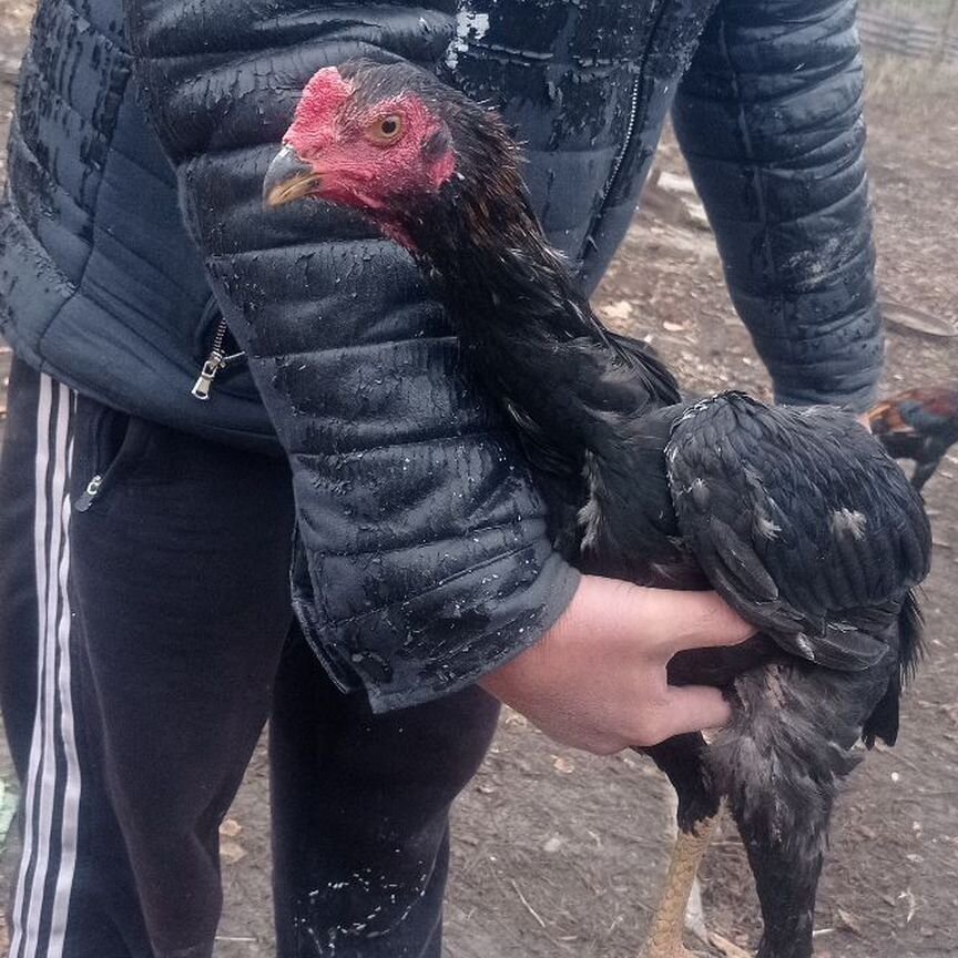 Бойцовые петухи о Шамо
