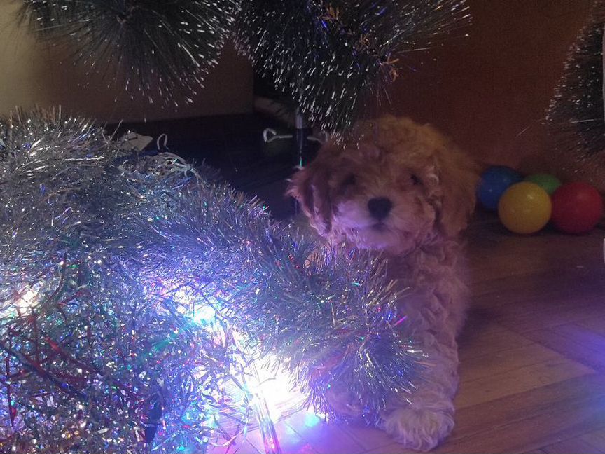 Мальтипу под ёлочку:)