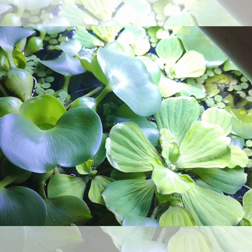 Аквариумное растение. Водяной гиацинт пистия Ричия