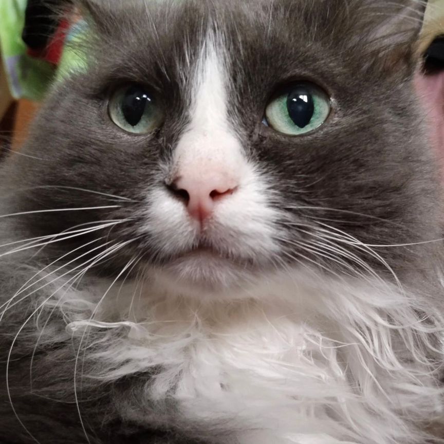 Огромный котик в поисках дома