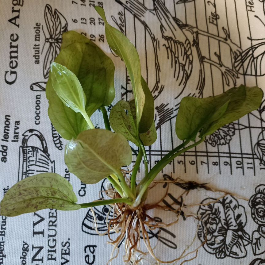 Аквариумные растения