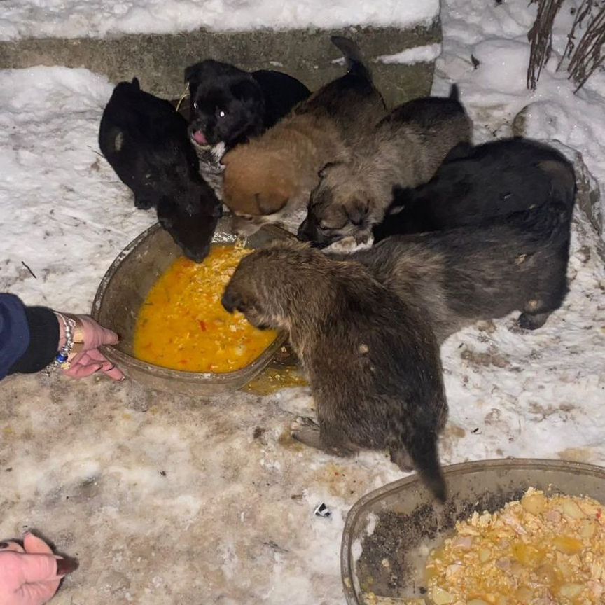8 щенков живут под бетонной плитой. Нужен дом