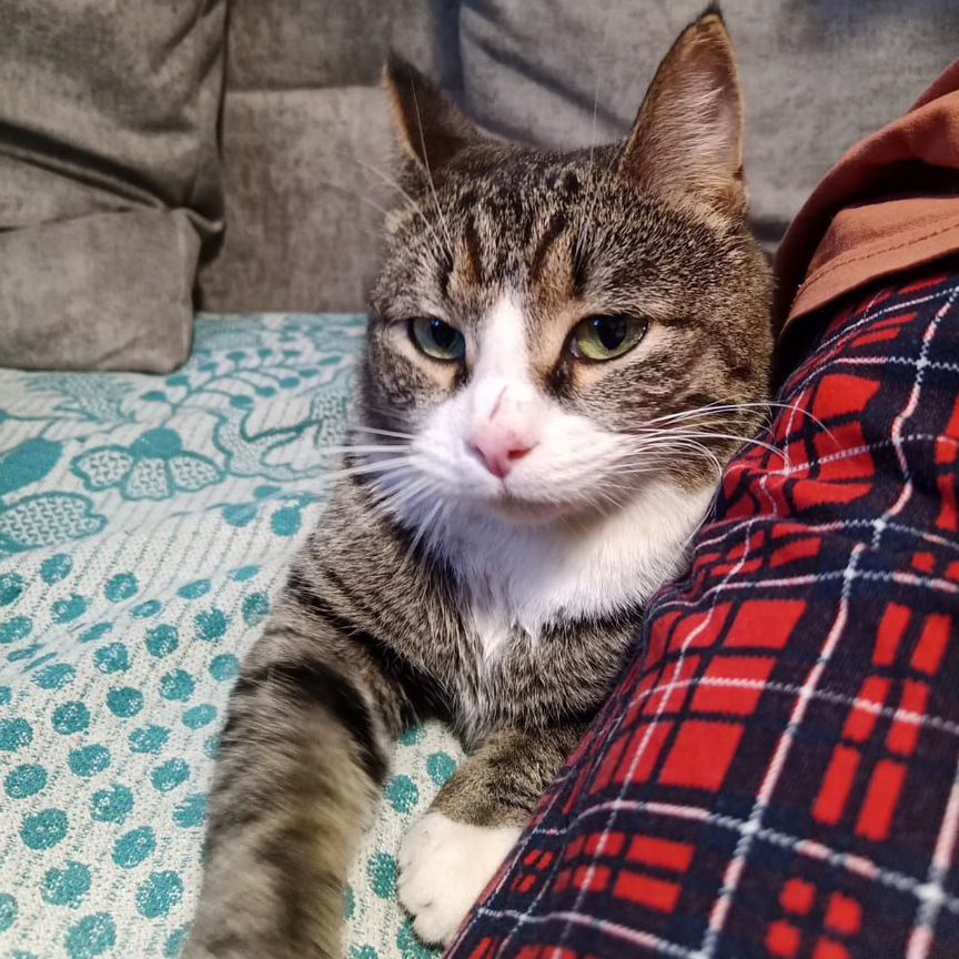 Взрослая кошка в добрые руки