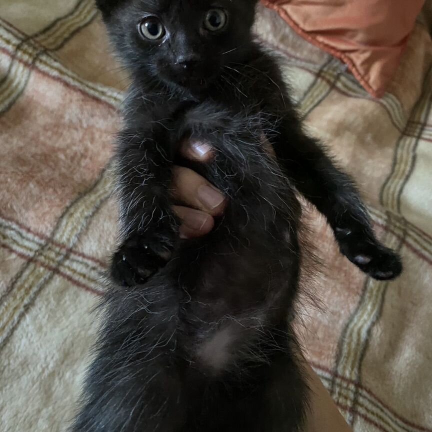 Котенок. (котики, котята в добрые руки)
