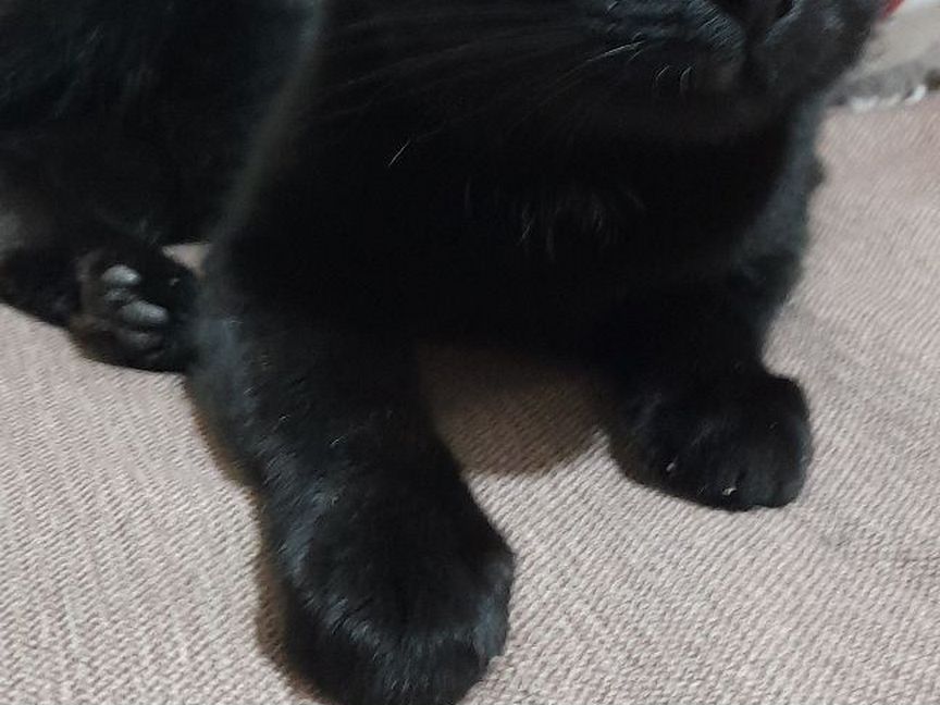 Кошка в дар бесплатно