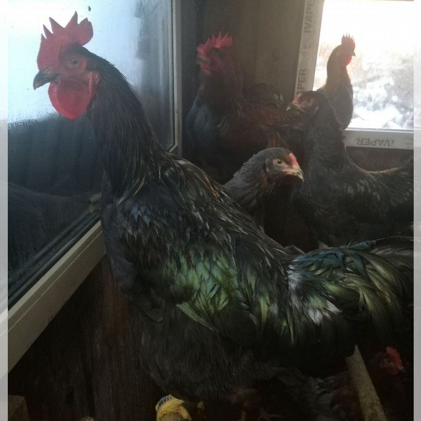 Молодые петухи