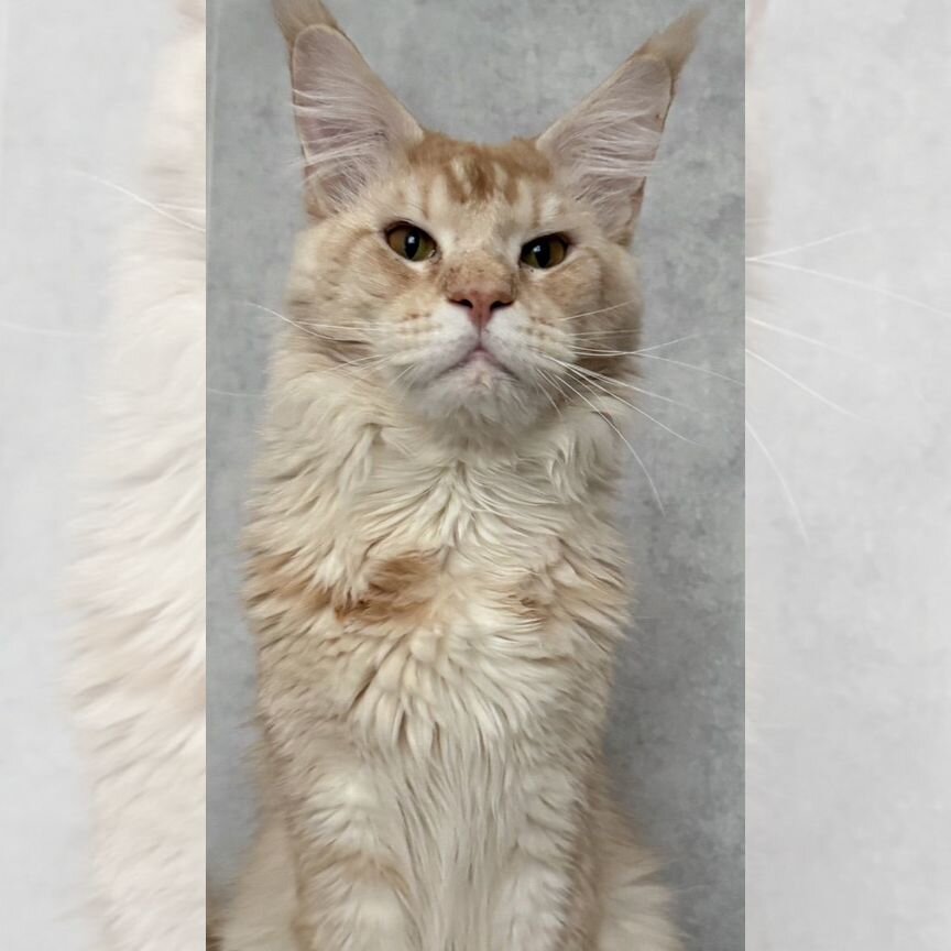 Мейн-кун, кот вязка