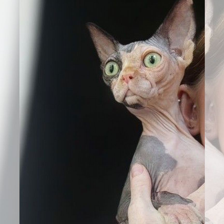 Канадский сфинкс котёнок