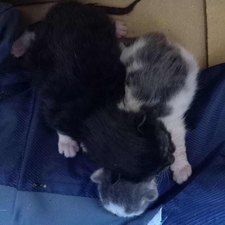 Подарю котят