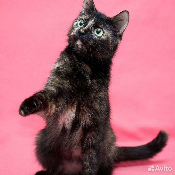 Зайка-Мозайка