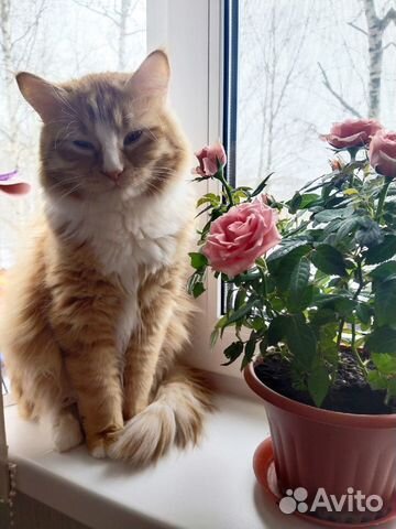 Отдам кота в добрые руки