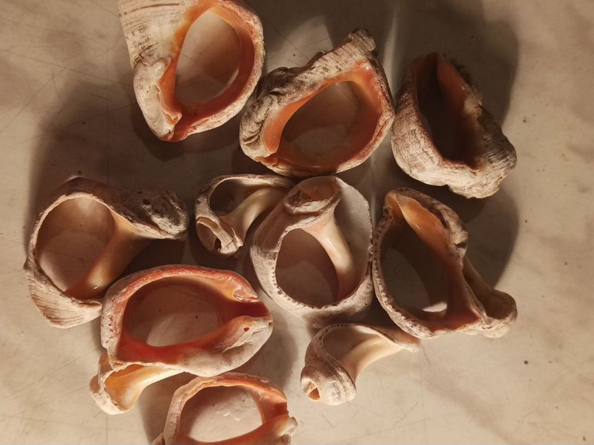 Камни и ракушки(рапана)