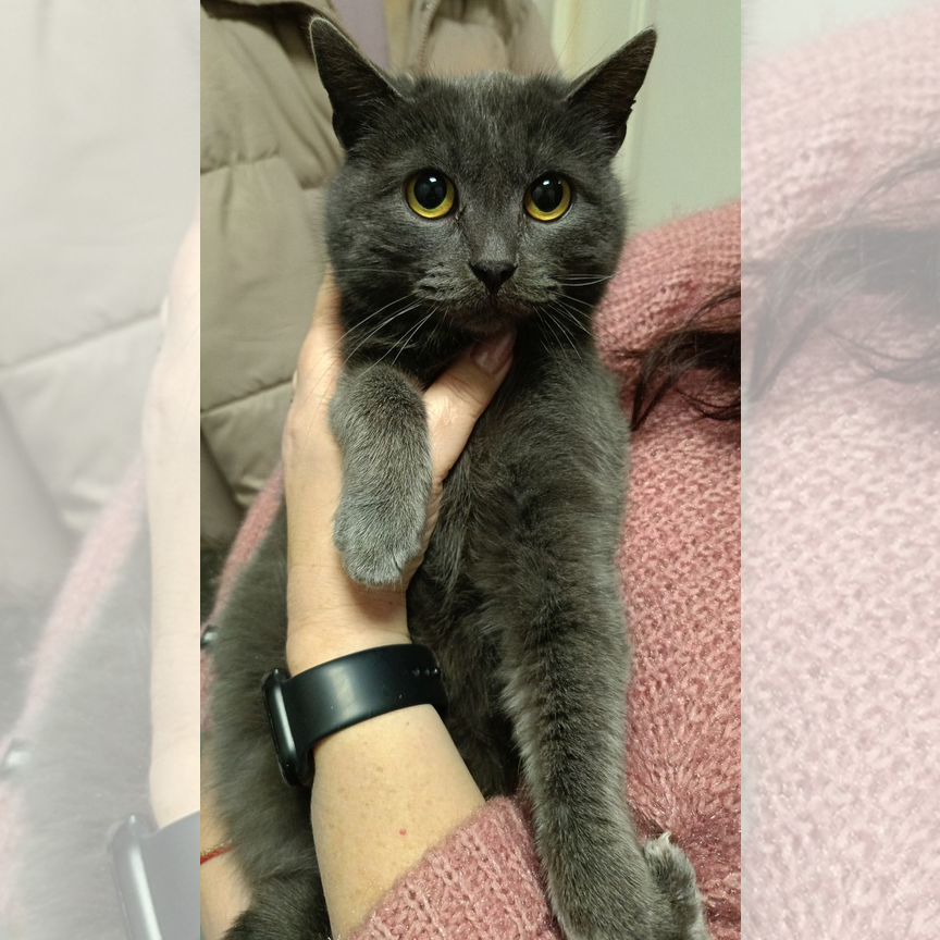 Взрослая, кошка в добрые руки