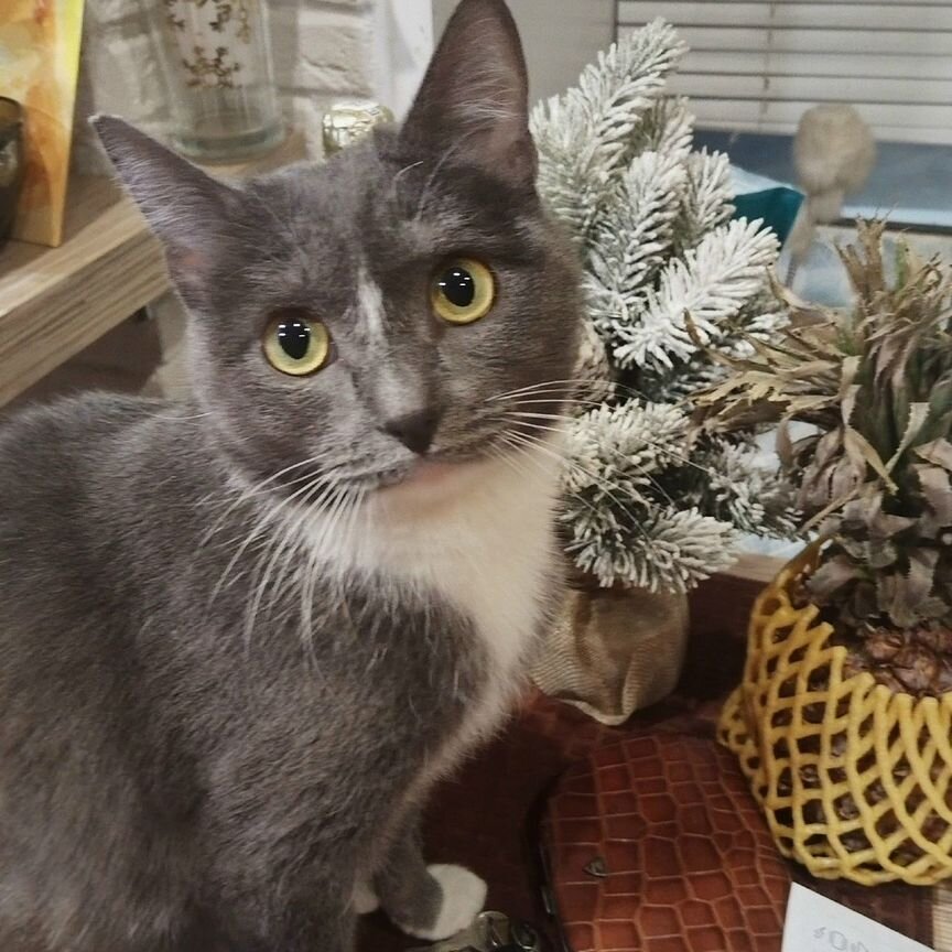 Взрослая, кошка в добрые руки