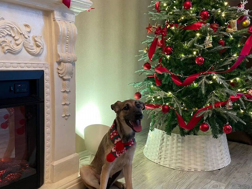 Собака в добрые руки щенок