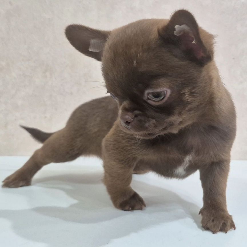 Чихуахуа, щенок