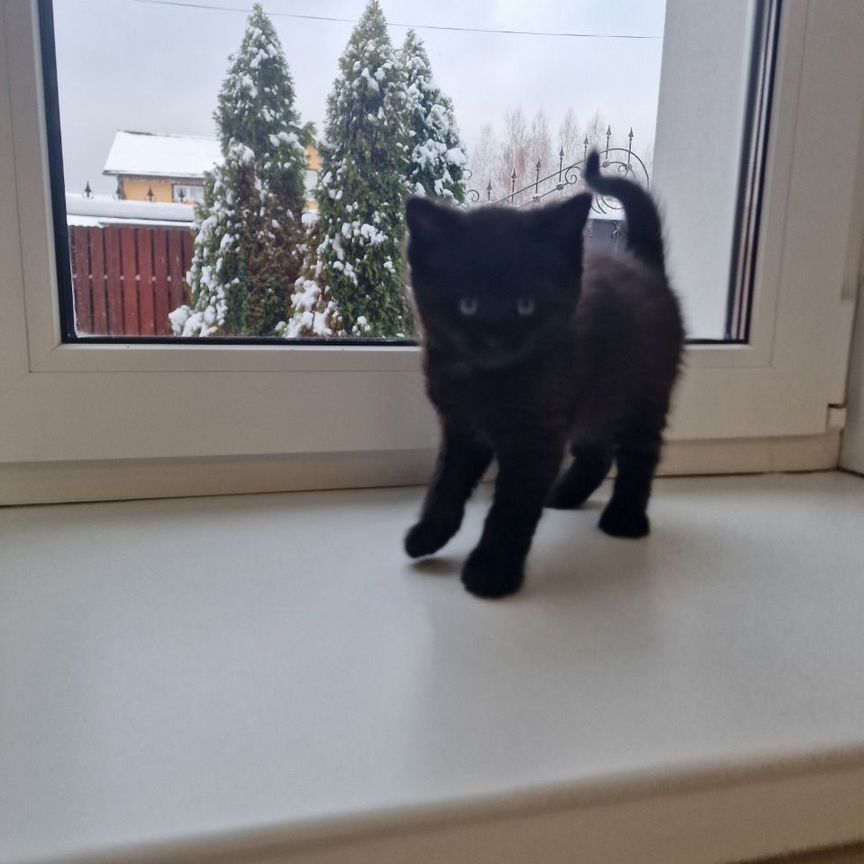 Котята в добрые руки приучены к лотку