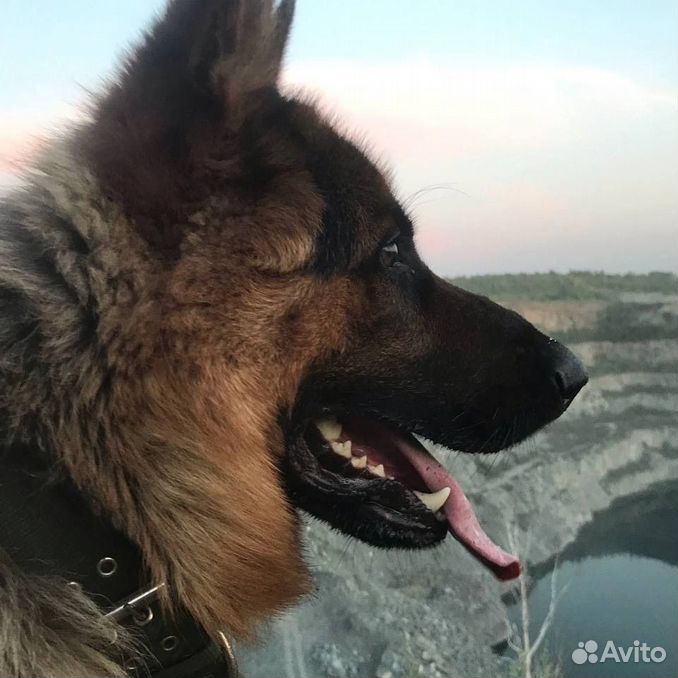 Немецкая овчарка кобель вязка