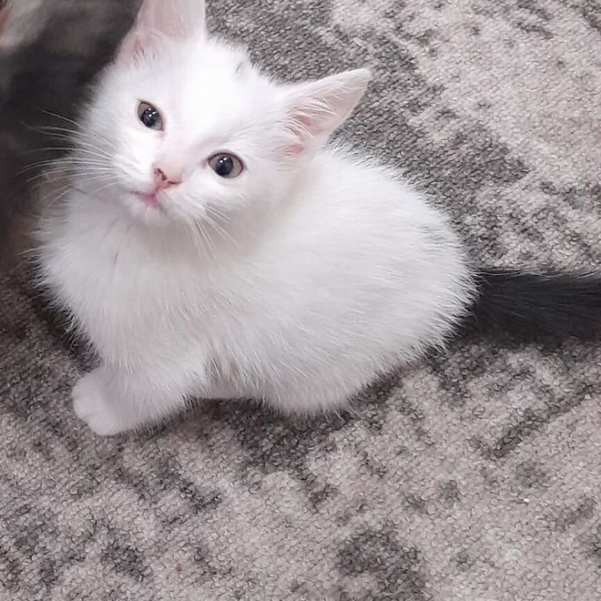 Милый котик ждёт мам, пап