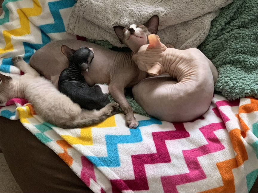 Котик