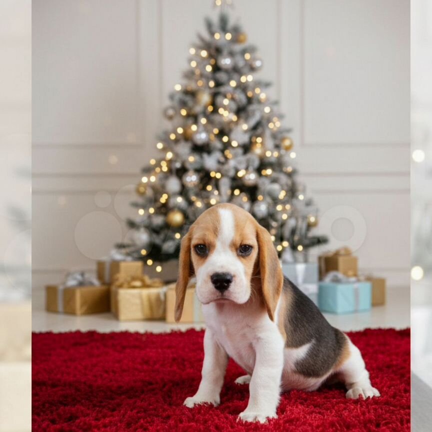 Бигль, щенок