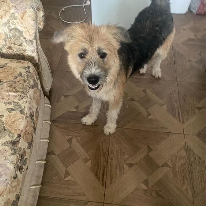 Собака в добрые руки