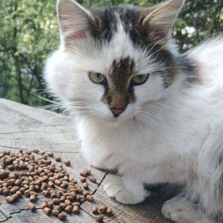 Ласковый котенок подросток в добрые руки