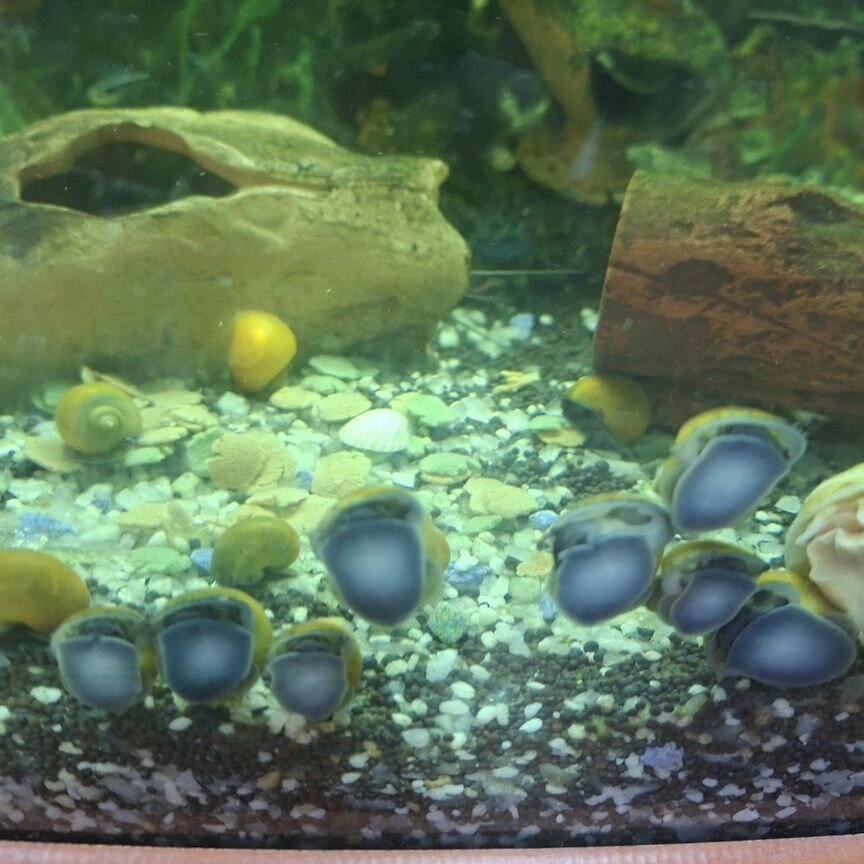 Улитки ампулярии чёрные и жёлтые