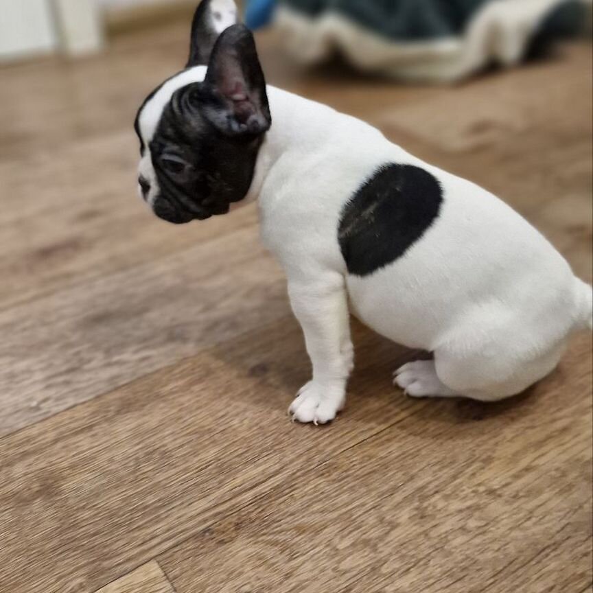 Французский бульдог