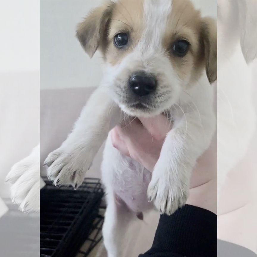 Щенок в добрые руки