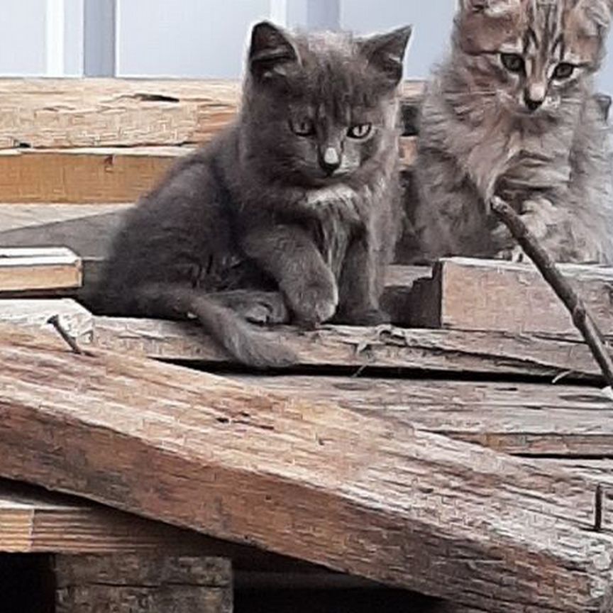 Котята в добрые руки
