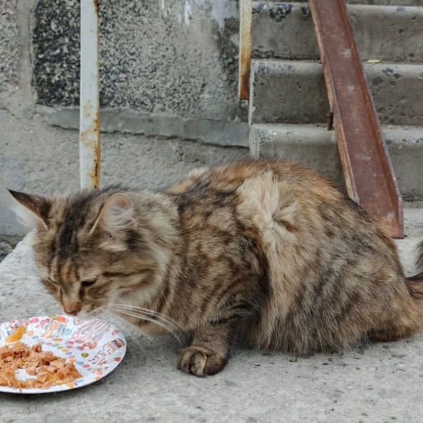 Бедная кошечка