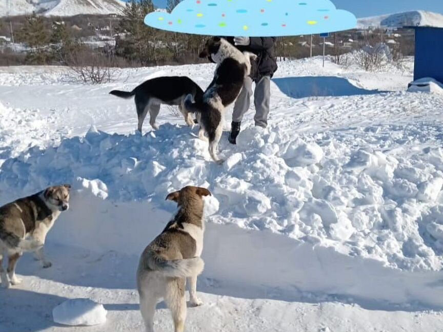 Собака в добрые руки дворняга