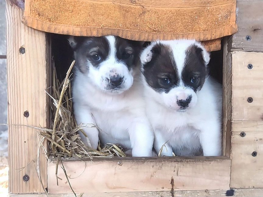 Малыши Жоржик и Геля