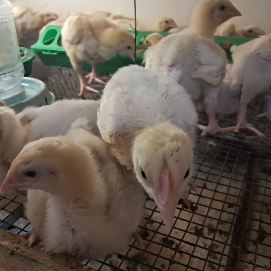 Бролер 10 дней