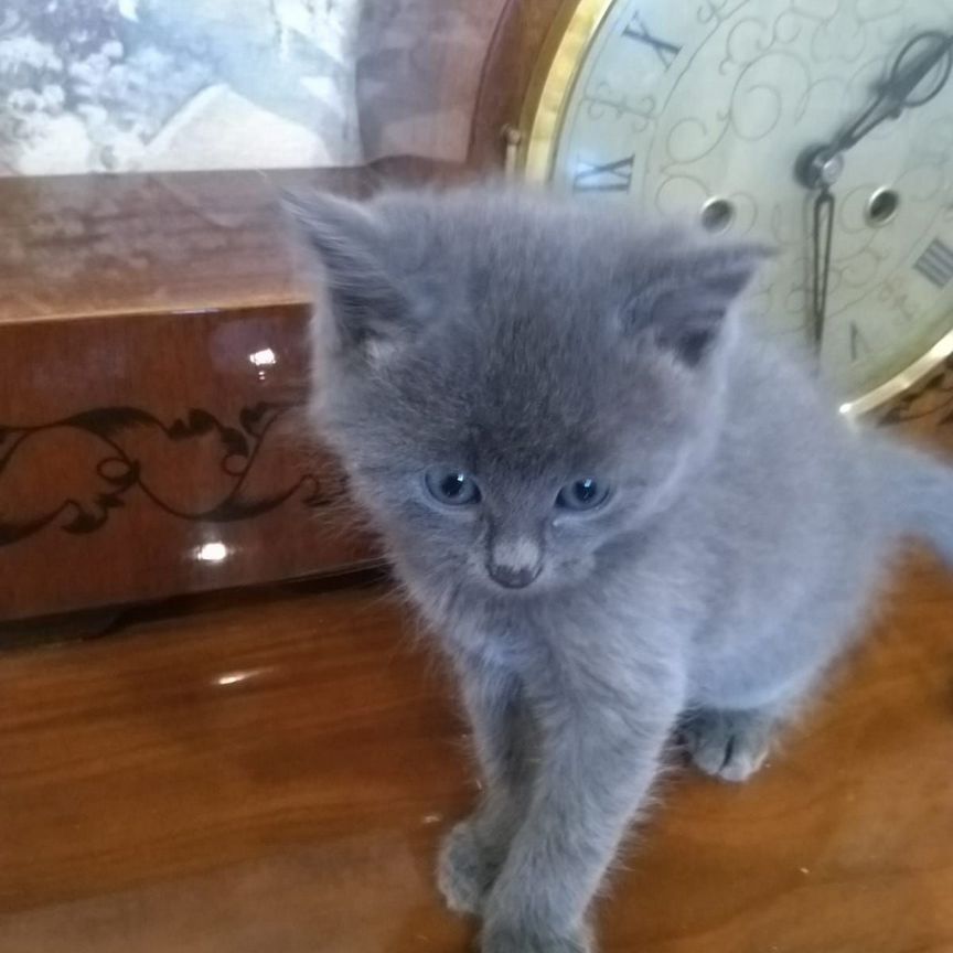 Домашний дымчатый котенок, полтора месяца