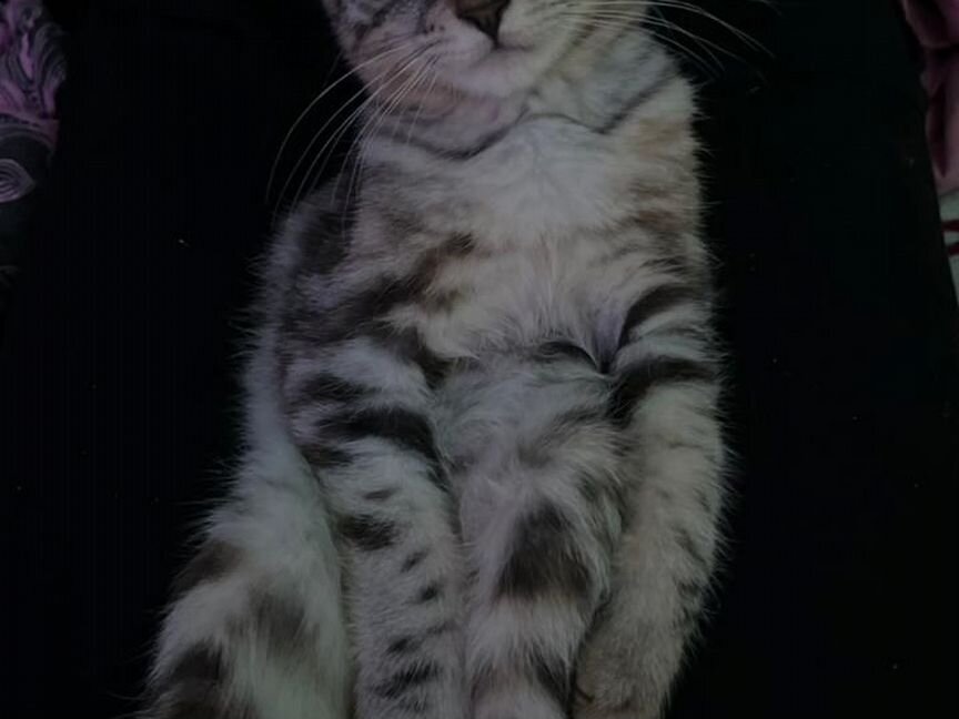 Домашние животные котята