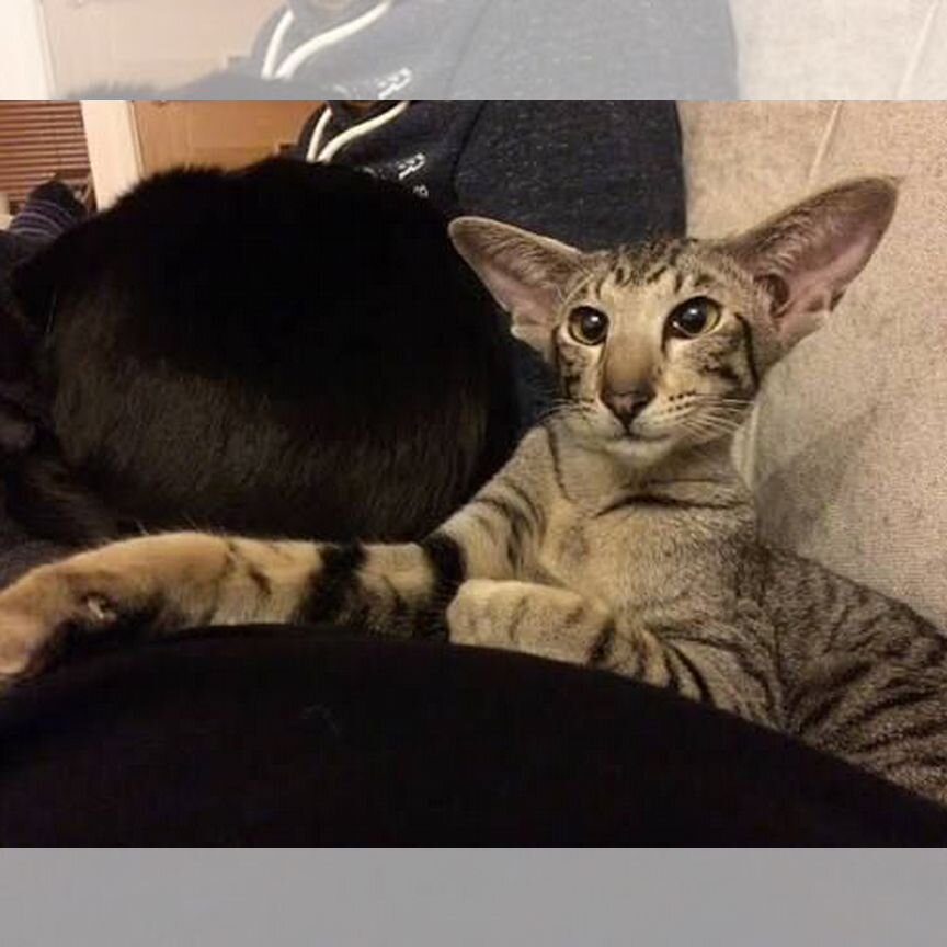 Ориентальная, взрослая кошка