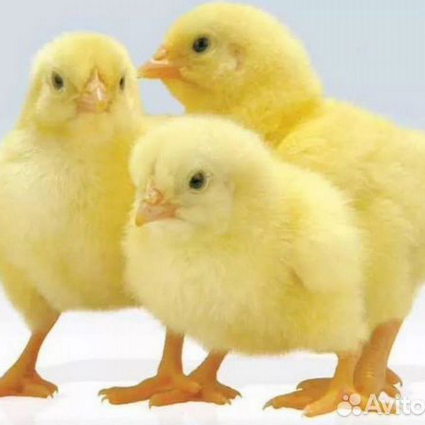 Цыплята бройлеры суточные кобб 700